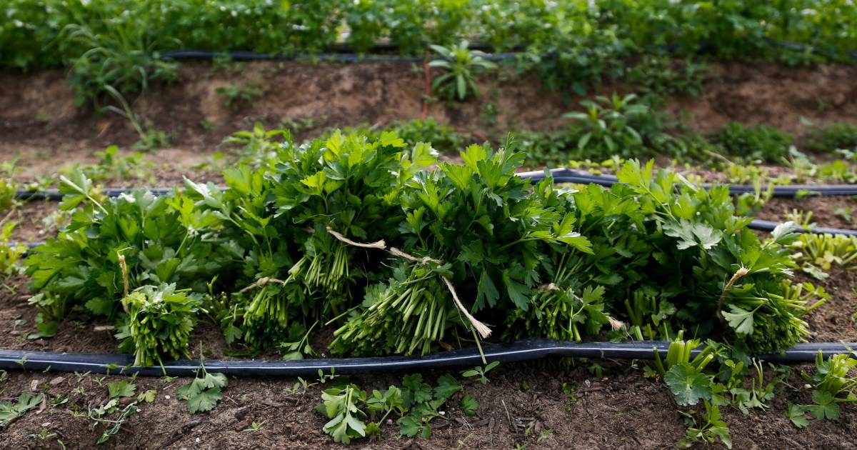 More than 380 in U.S. Sickened by Cilantro-Linked Infection