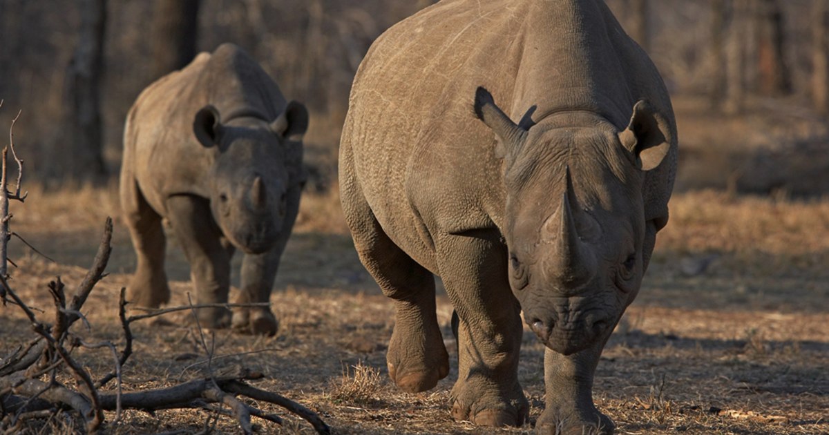 Ranger Drone Could Help Fight Against Rhino Poaching