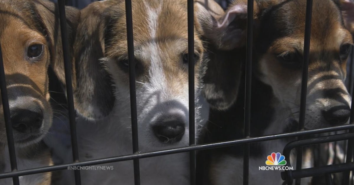 Life Ride: Dogs Travel 600 Miles to Avoid High-Kill Shelter