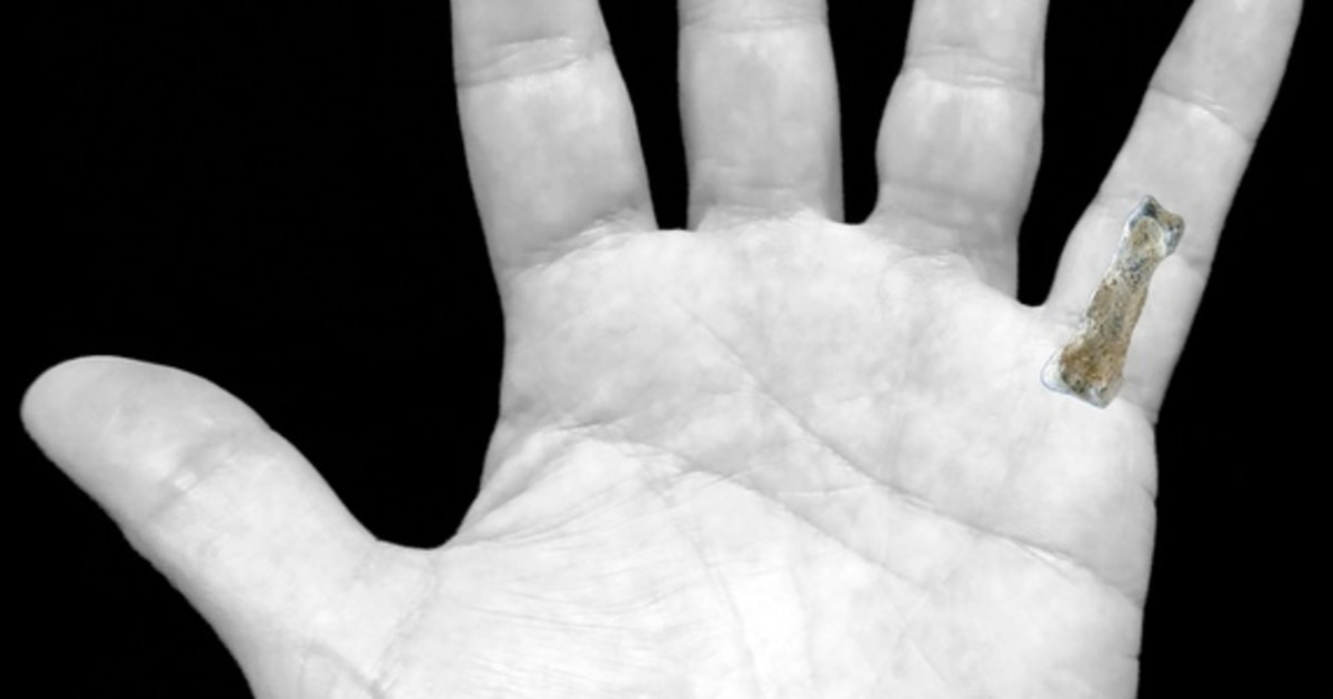 World's Oldest Humanlike Hand Bone Sheds Light on Evolution