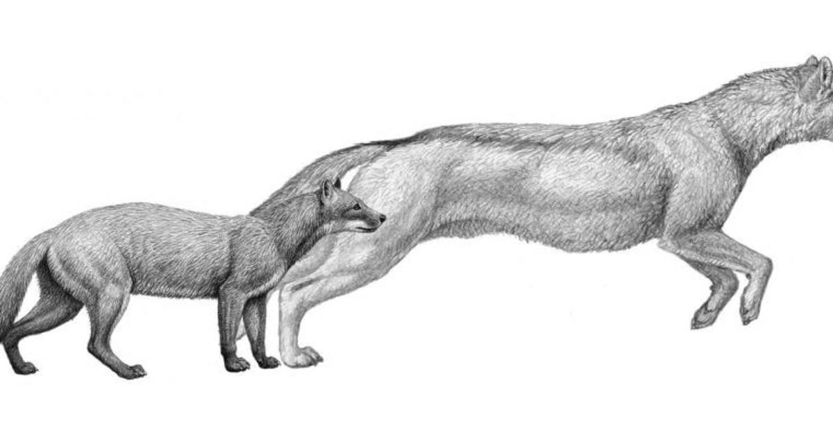 Climate Change in America Turned Forests Into Plains, Dogs Into Wolves