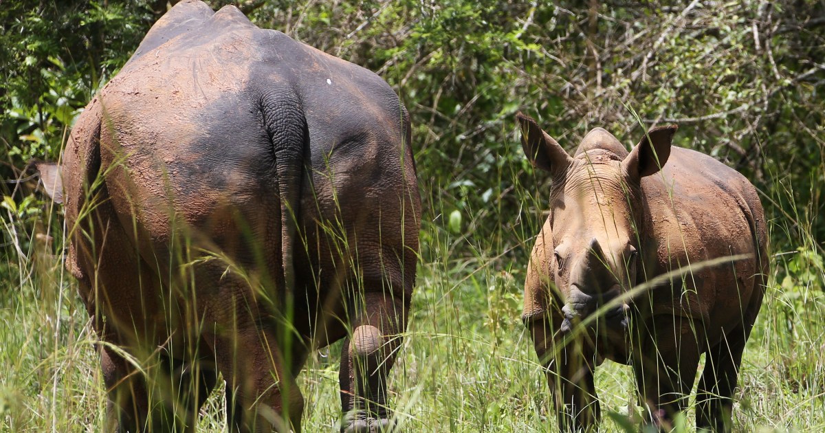Study Maps What Mammal World Would Be Like Without Humans