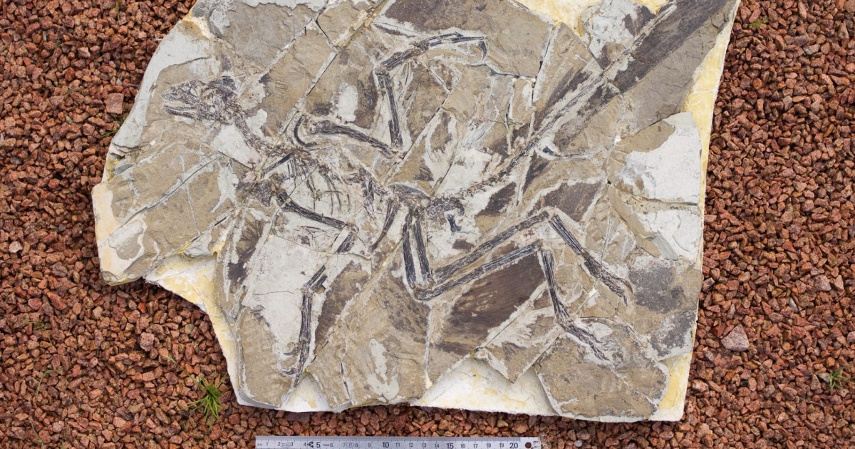 What Color Were Dinosaur Feathers? We May Soon Know