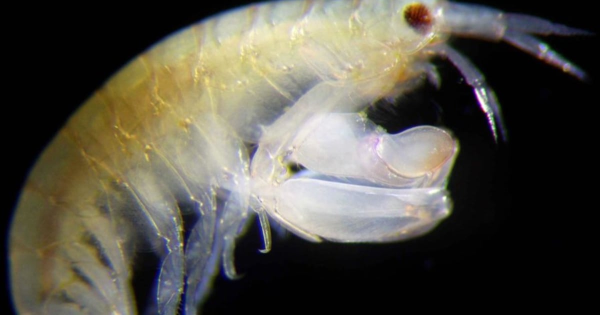 Newly Discovered Crustacean Named After Elton John