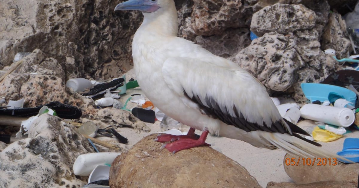 Ocean Plastic Could Be Found in 99 Percent of Seabird Species by 2050