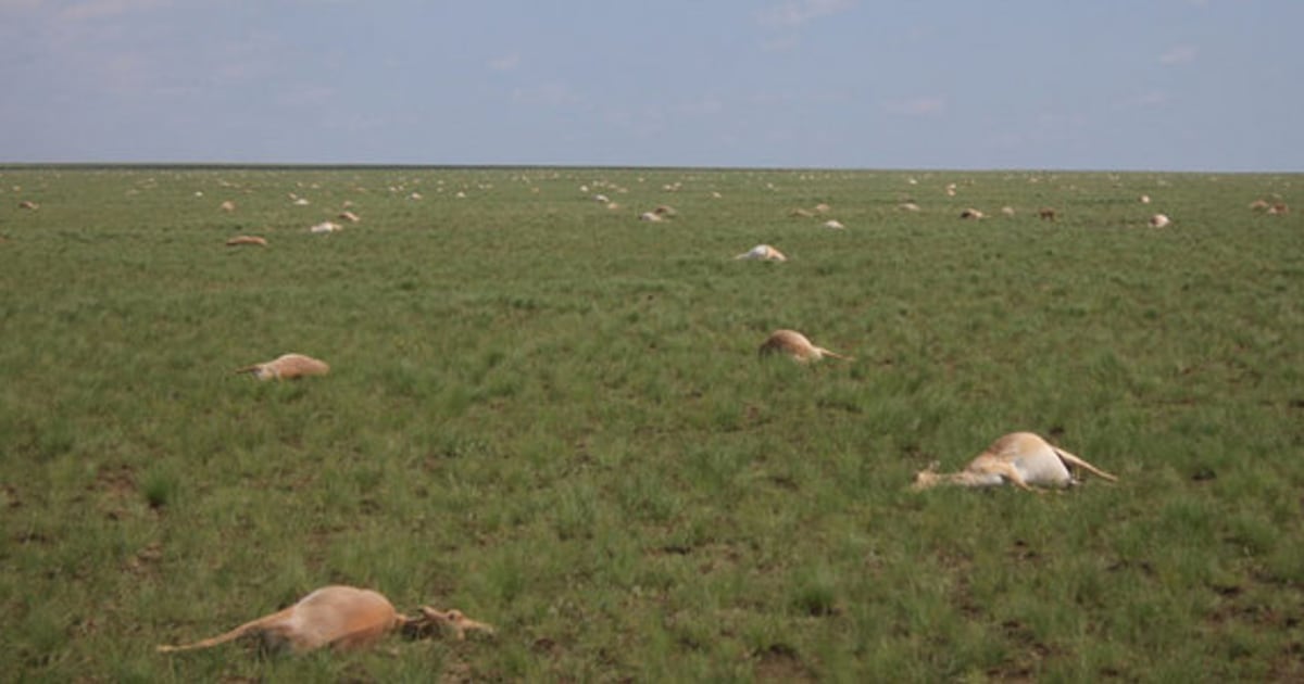 60,000 Antelope Died in Four Days and No One Knows Why