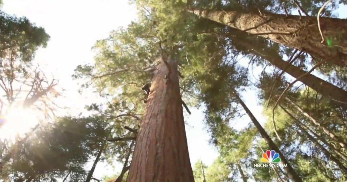 Biologists Climb Massive Sequoia Trees to Gauge Health Amid Drought