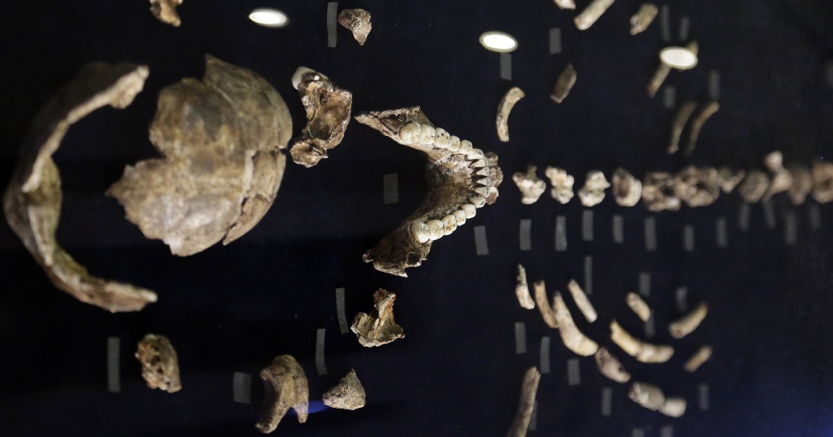 'Mind Blown': Is Human Ancestor Discovery the Long-Sought Missing Link?