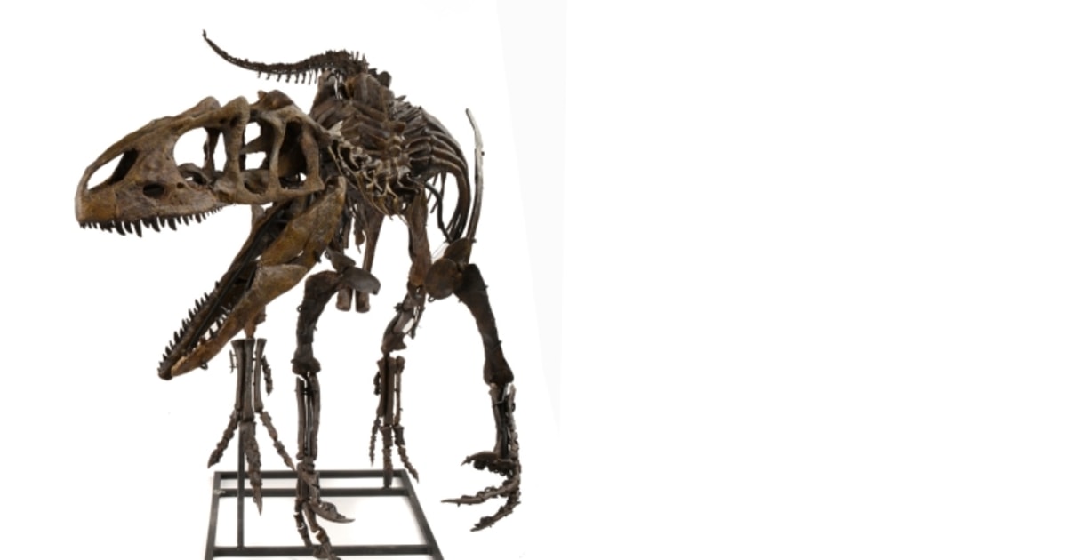 'Wow Factor': Rare Skeleton of Allosaurus Dinosaur Goes Up for Auction