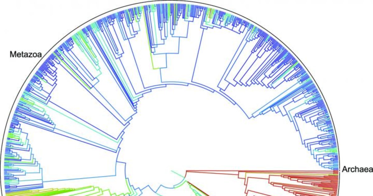 Online 'Open Tree of Life' Traces Origins of 2.3 Million Species