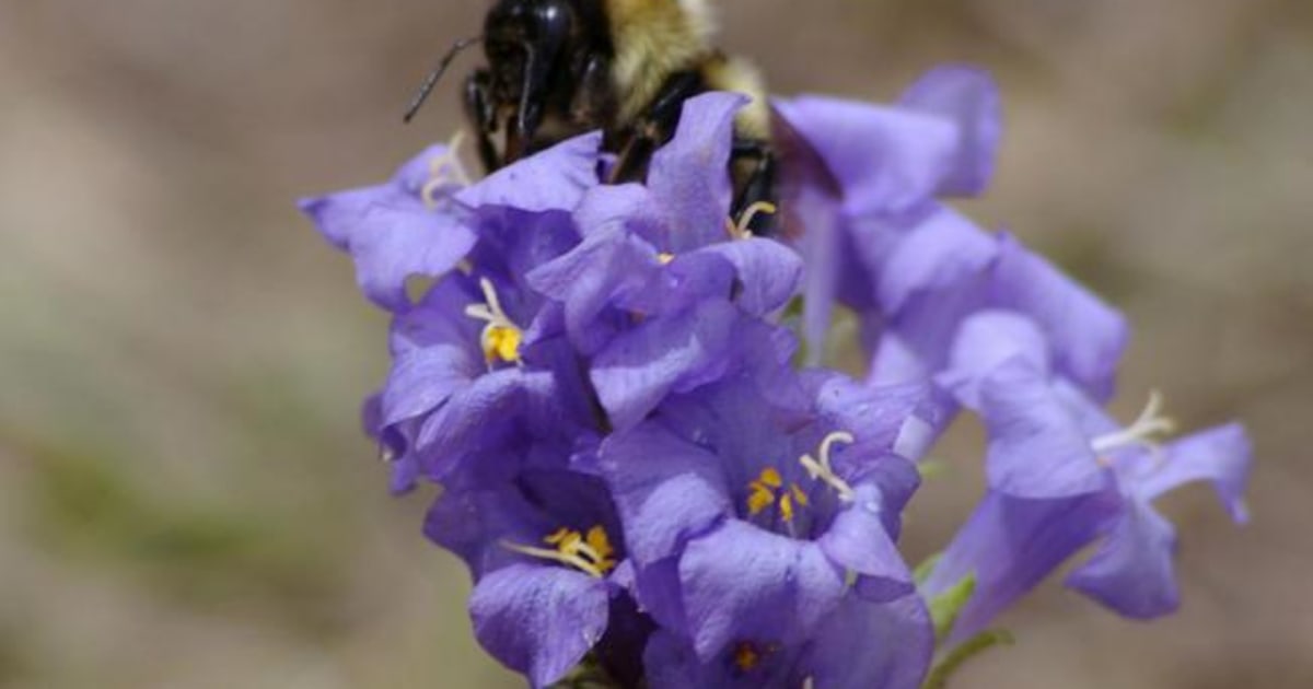 Bees' Tongues Shrink With Global Warming: Study