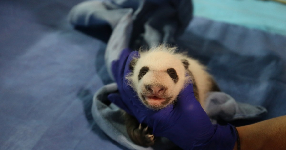 DC's Newest Panda Cub Receives Name