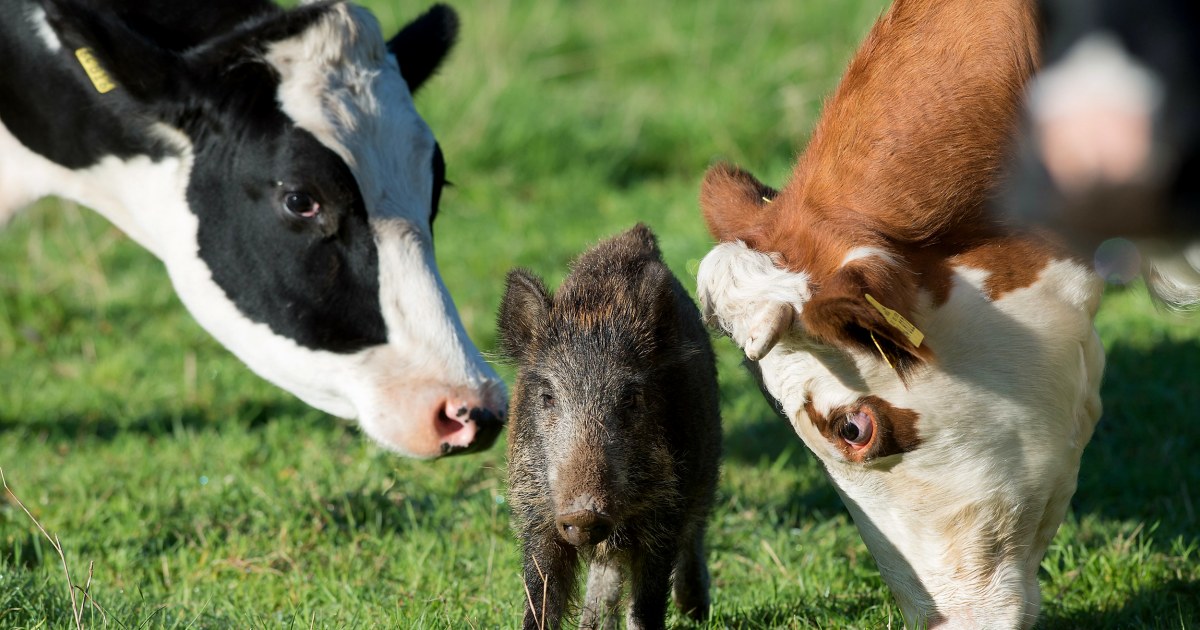 Orphaned Wild Boar Piglet Is Adopted by German Herd of Cows
