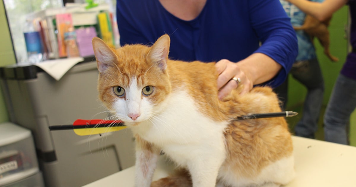 Michigan Cat Survives Being Shot With Target Crossbow