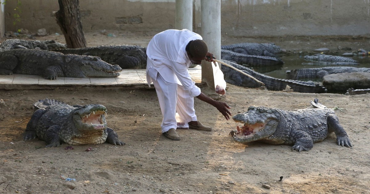 Pakistani Sheedi Pilgrims Flock to Croc Shrine as Taliban Threat Recedes
