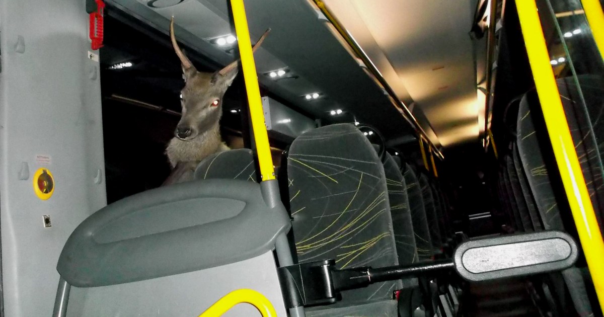 Deer Smashes through Bus Windshield, Causes it to Crash