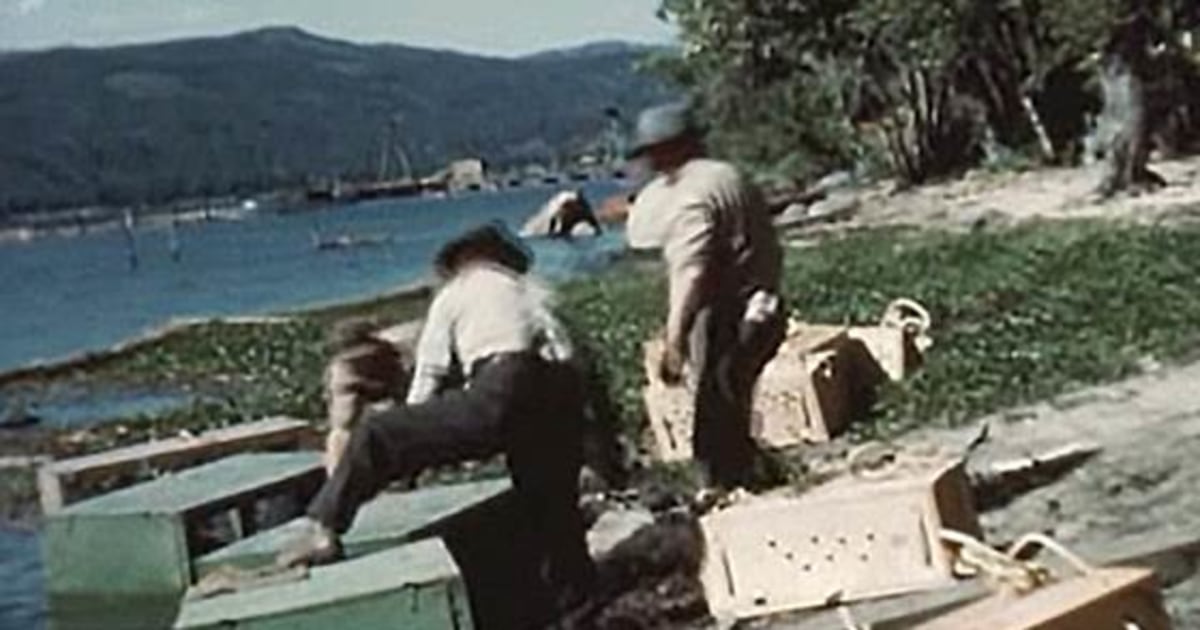 Archive Footage Shows Beavers Parachuted From Planes in Relocation Project