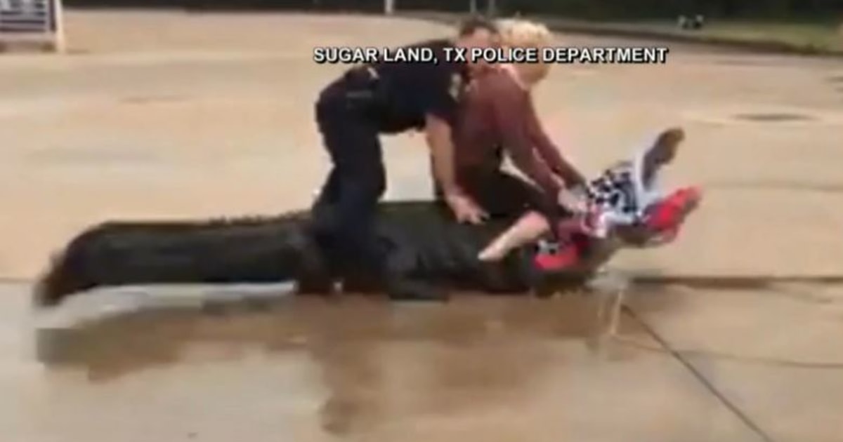 Alligator Hunter Toppled in Showdown With 'Godzilla'