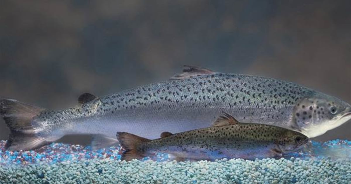 Genetically Modified Salmon Is Safe to Eat and Can Be Sold In U.S., FDA ...
