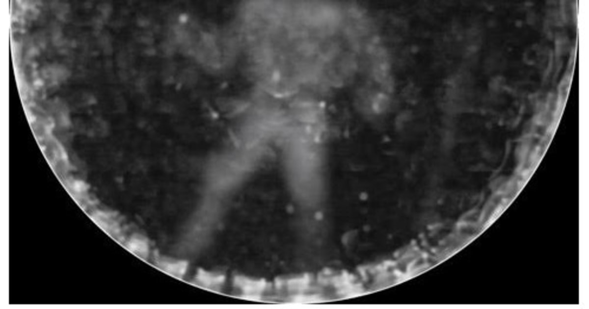Scientists Capture Image Showing What Dolphins See With Echolocation