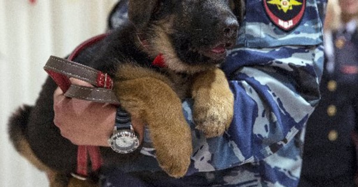 Russia Gives France New K-9 After French Police Dog Died in Paris ...