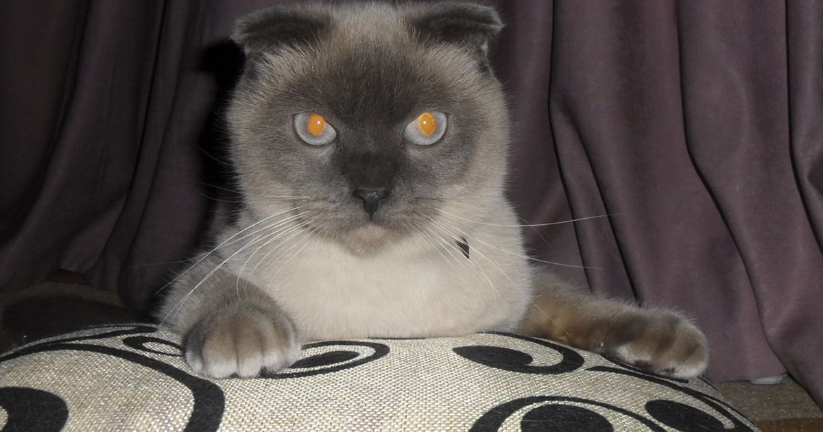 Mew World Order: Siberian City Backs Cat for Mayor