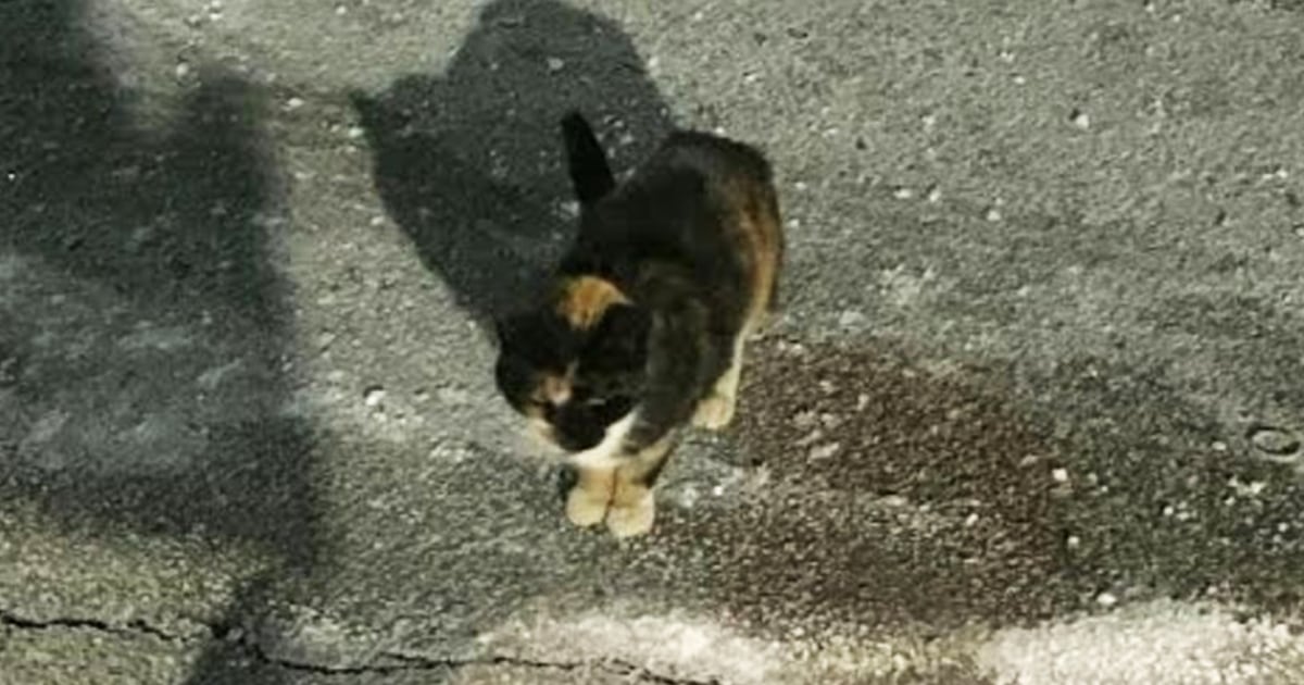 Missing Beloved 'SWAT Cat' Returns to Boston Police Department