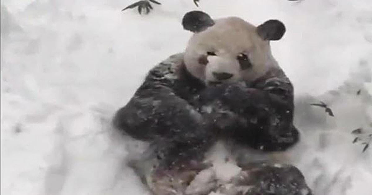 Watch National Zoo's Giant Panda Play in the Snow