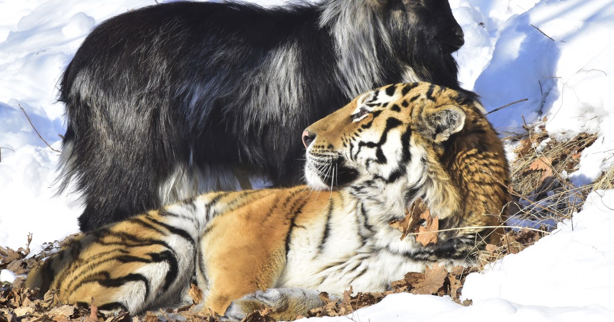 Amur the Siberian Tiger Strikes Back At Bully Goat Timur