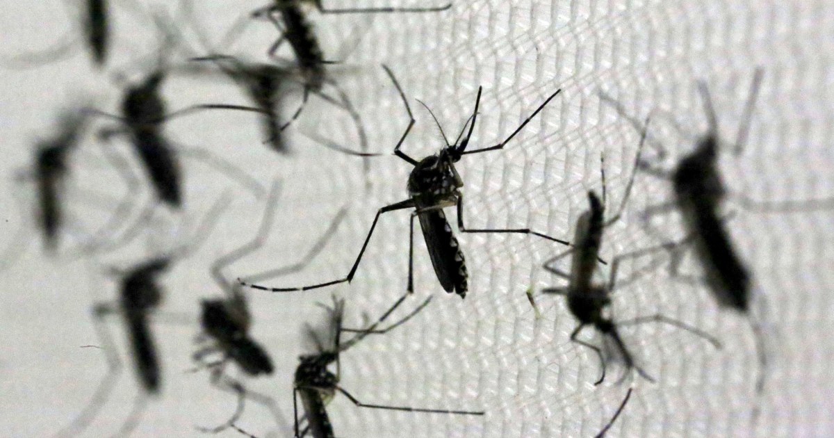 Mysteries of the Zika Virus Stump Even the Experts