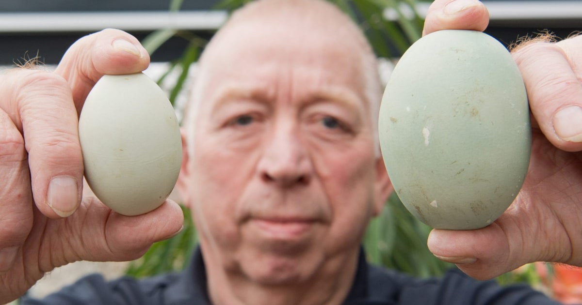 German Hen Lays Near Record Sized Egg