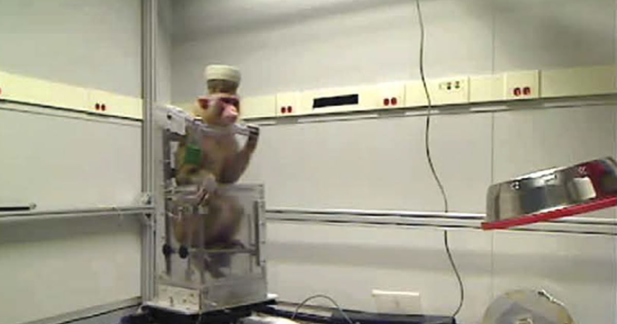 Monkeys With Brain Implants Steer Wheelchairs Using Thought Alone