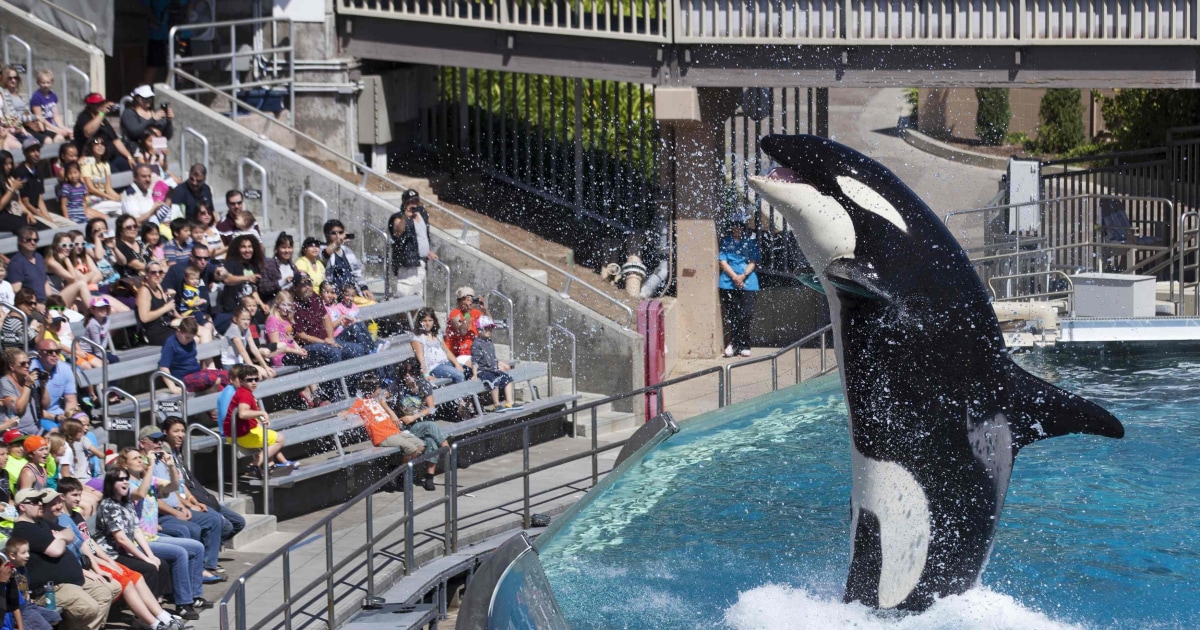 SeaWorld CEO: Workers Posed as Animal Rights Activists to Spy on Opposition
