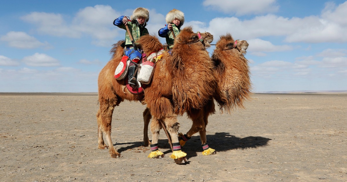 Shaggy Beasts Compete in World's Largest Camel Race