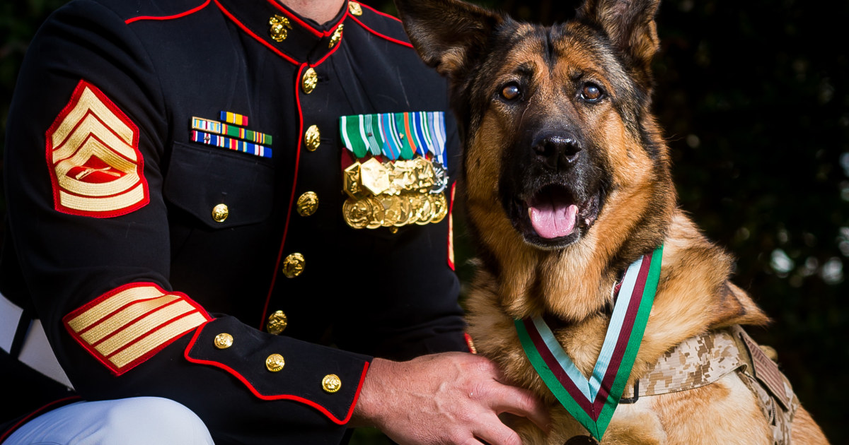 U.S. Marines Dog Lucca Receives PDSA Dickin Medal After Losing Leg on ...