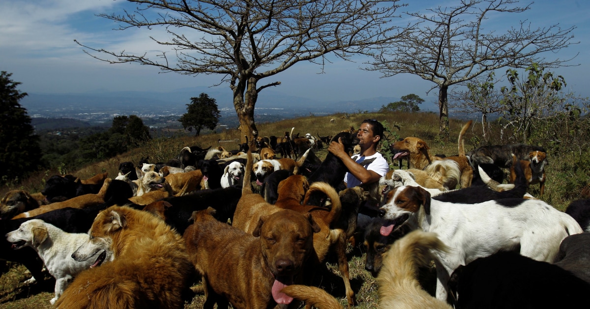 Pooch Paradise: Stray Dogs Roam Free in Hills of Costa Rica