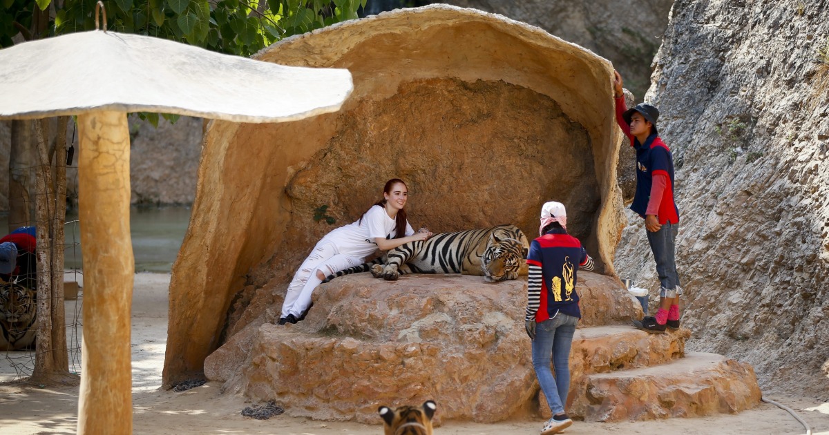 An Inside Look at Thailand's Controversial Tiger Temple