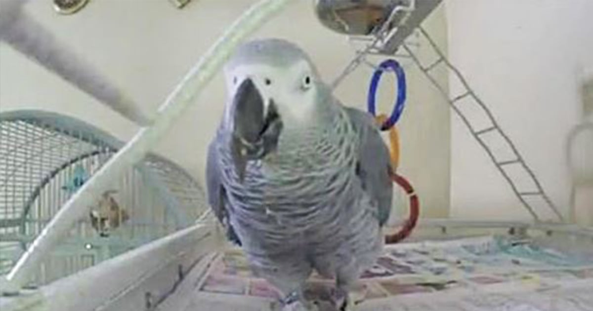Suspect in Murder 'Witnessed' By Family Parrot Appears in Court