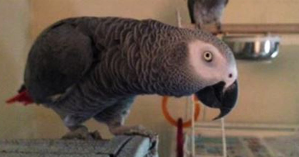 Is this Parrot Mimicking a Murder?