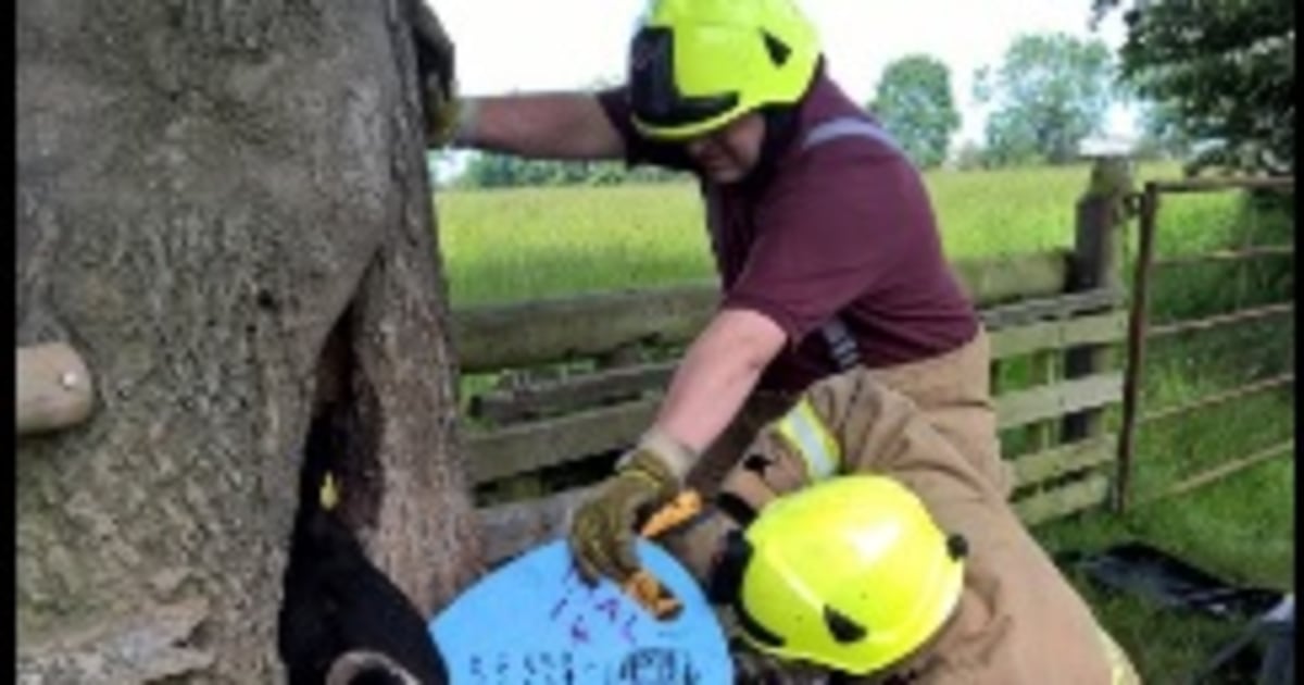 Cow With Head Stuck in Tree Is Freed by Firefighters