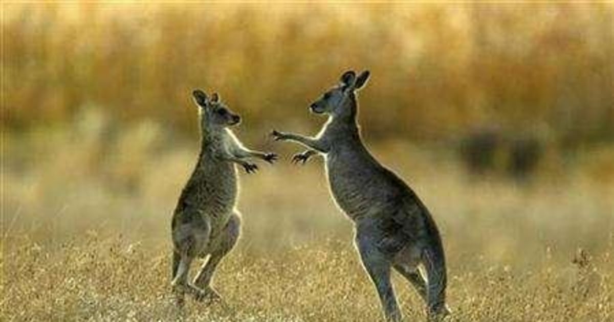 Crikey! Australia is Moving Six Feet North So Driverless Cars Can Navigate