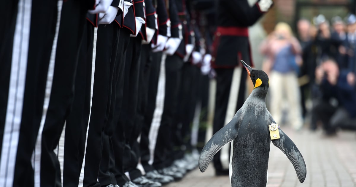 Monday in Pictures: A Royal Penguin Inspects Troops and More