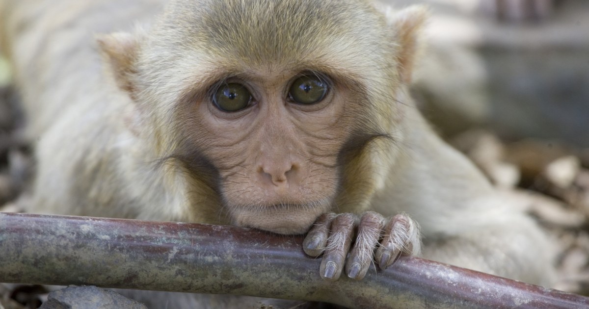 Monkey Attack Sets Off Tribal Clashes in Libya, 20 Dead