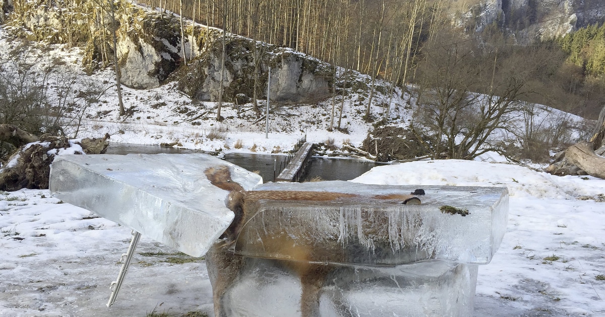 Stay off the Ice Kids! Drowned Fox Frozen in a Block of Ice