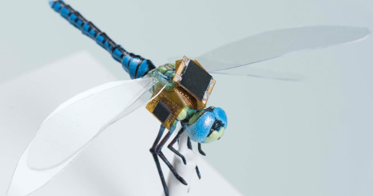 This Cyborg Insect Could Bring Big Advances In Medical Care
