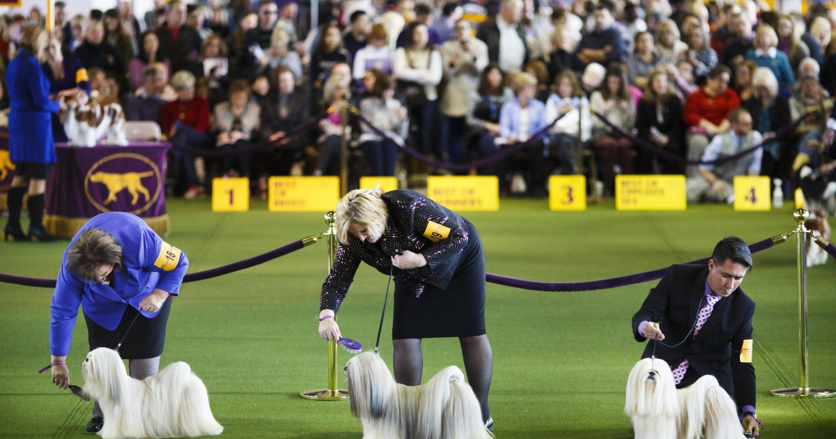 Top Pooches Fetch Prizes at Westminster Dog Show