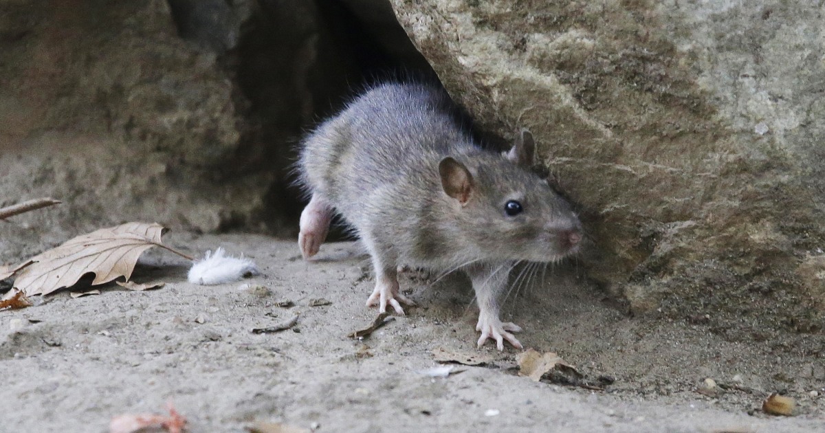 Rat-Borne Leptospirosis Infection Kills One in NYC