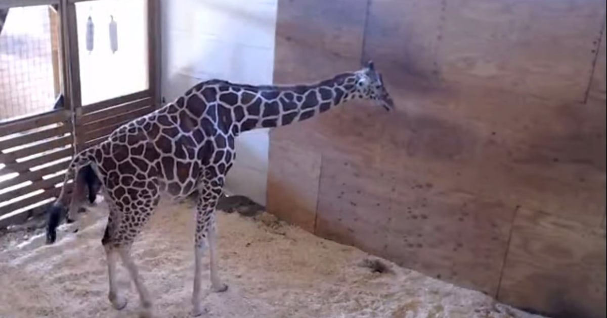 April the Giraffe Finally Welcomes New Calf