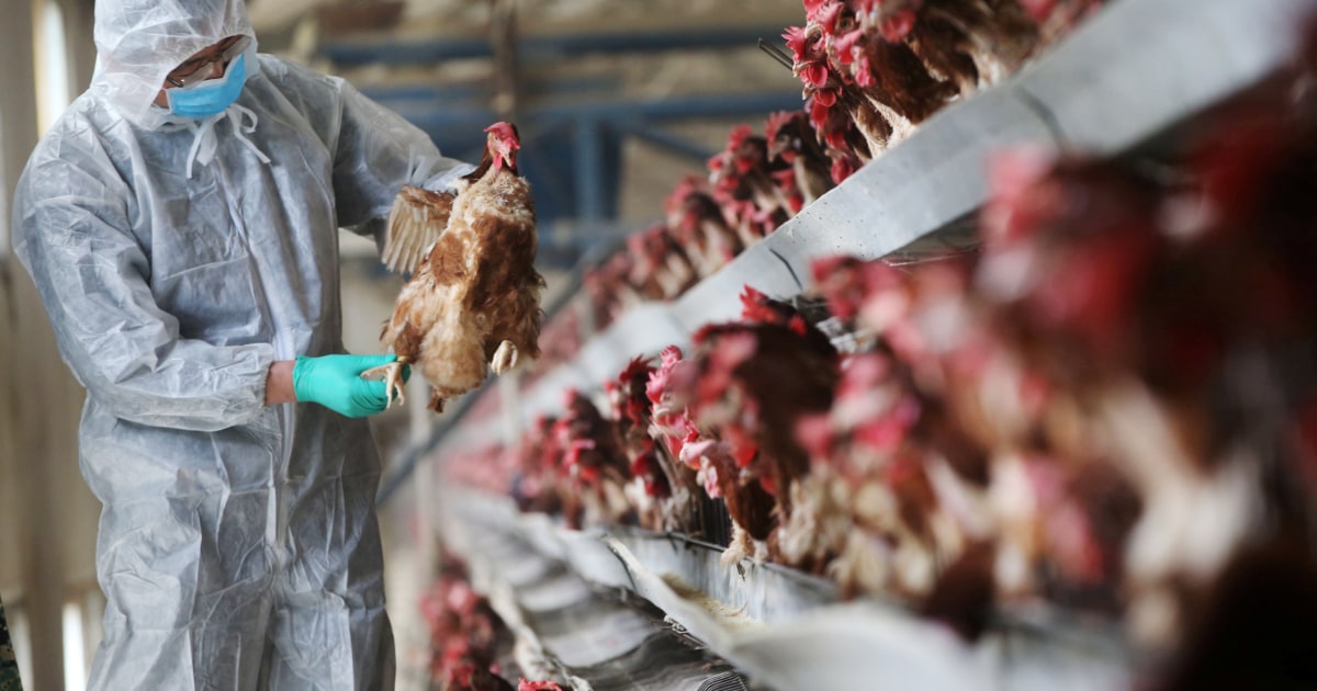 USDA Unsure Whether Bird Flu Guidelines Are Helping, GAO Finds