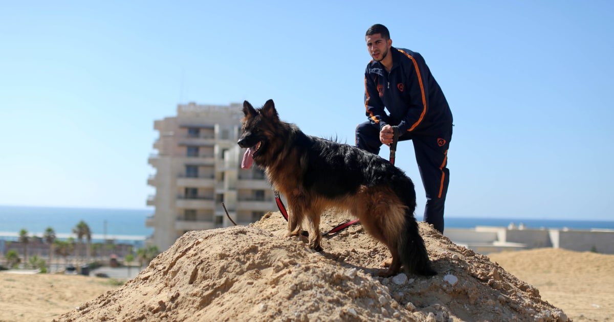 Hamas Bans Dog Walking in the Gaza Strip